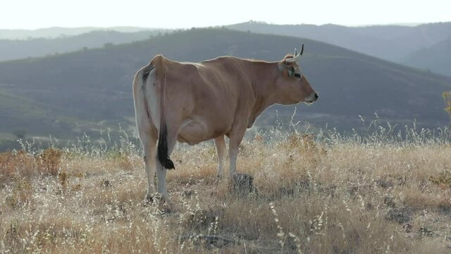 Toro Video Footage – Browse 3,612 HD Stock Video and Footage | Adobe Stock