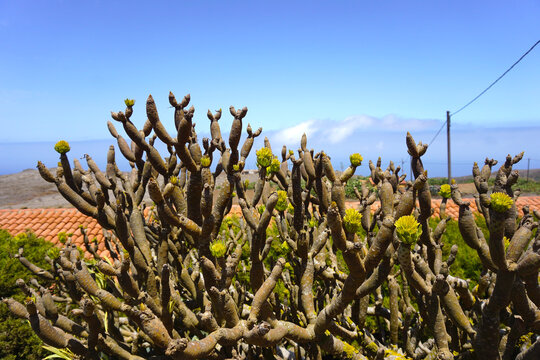 Imágenes de Verode: descubre bancos de fotos, ilustraciones, vectores y ...