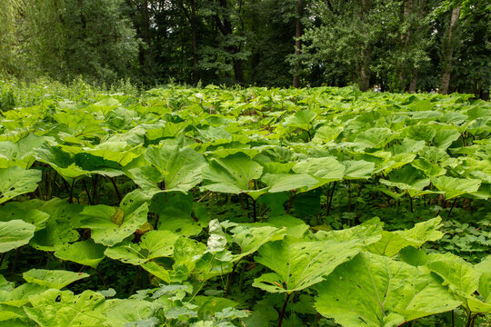 「Rabarbar」の写真素材 | 243件の無料イラスト画像 | Adobe Stock