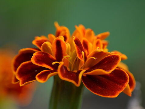 Tagette Images – Browse 64 Stock Photos, Vectors, and Video | Adobe Stock