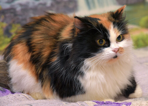 Tricolor Cat"」の写真素材 | 904件の無料イラスト画像 | Adobe Stock