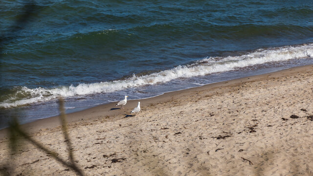 Happy Seagull Bilder – Durchsuchen 13,413 Archivfotos, Vektorgrafiken ...
