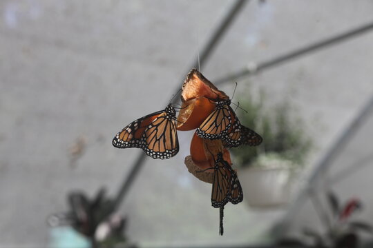 Butterflies Images – Browse 1,326,459 Stock Photos, Vectors, and Video ...