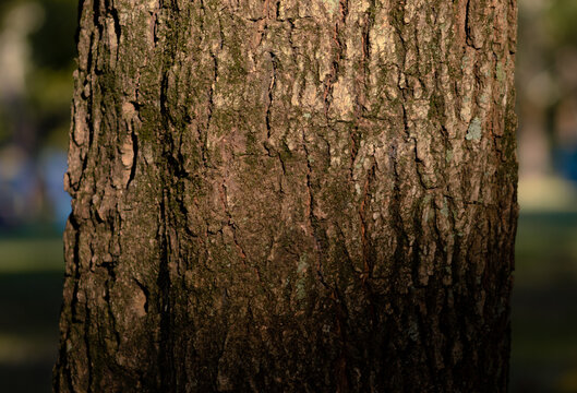 Carvalho 이미지 – 찾아보기 2,397 스톡 사진, 벡터 및 비디오 | Adobe Stock