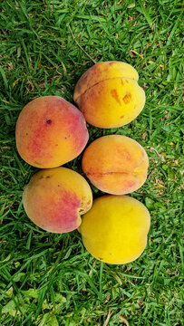 รูปภาพDurazno – เลือกดูภาพถ่ายสต็อก เวกเตอร์ และวิดีโอ2,186 | Adobe Stock