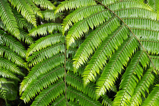 Filicales Bilder – Durchsuchen 1,759 Archivfotos, Vektorgrafiken und ...