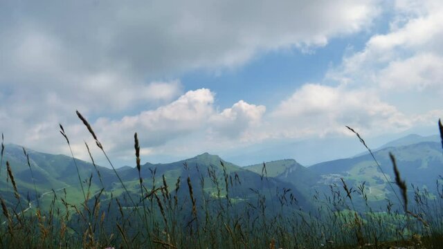 Speargrass Bilder – Durchsuchen 589 Archivfotos, Vektorgrafiken und ...