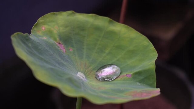 "Lotus Tree" Images – Browse 12 Stock Photos, Vectors, and Video ...