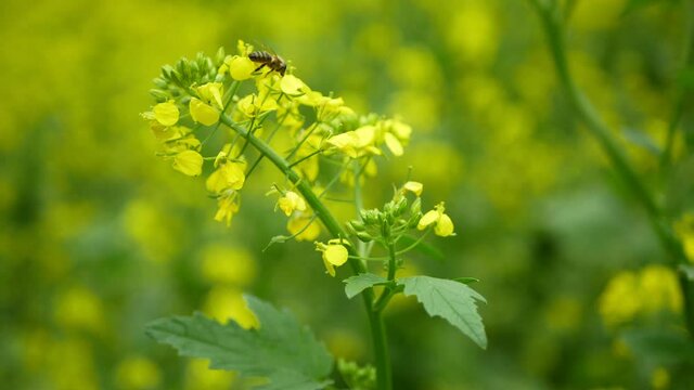 Sinapis Images – Browse 2,317 Stock Photos, Vectors, and Video | Adobe ...