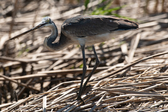 รูปภาพArdea – เลือกดูภาพถ่ายสต็อก เวกเตอร์ และวิดีโอ39,685 | Adobe Stock