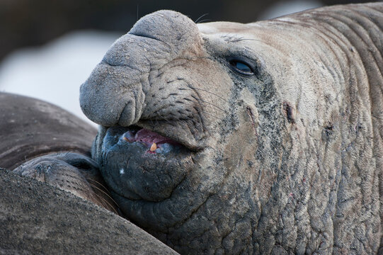 รูปภาพLeonina – เลือกดูภาพถ่ายสต็อก เวกเตอร์ และวิดีโอ2,366 | Adobe Stock