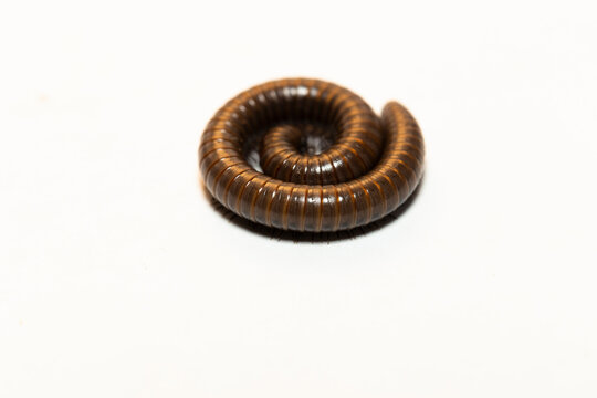 รูปภาพSpirostreptus – เลือกดูภาพถ่ายสต็อก เวกเตอร์ และวิดีโอ253 | Adobe ...