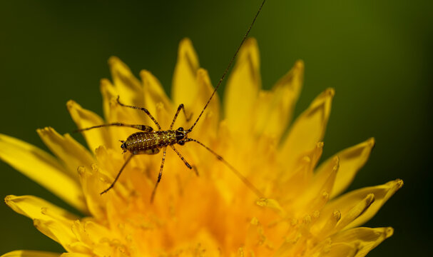 Blattoptera-Bilder: Stock-Fotos & -Videos. | Adobe Stock