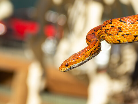 "Python Snake" Bilder – Durchsuchen 3,455 Archivfotos, Vektorgrafiken ...