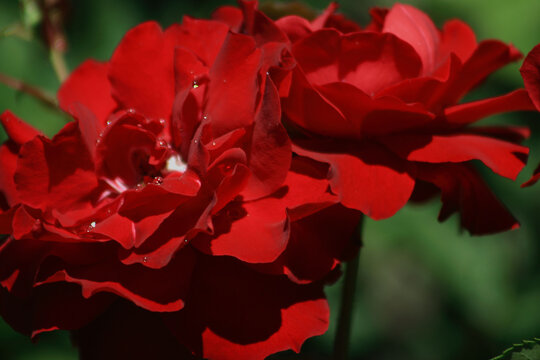 รูปภาพ"Shrub Rose" – เลือกดูภาพถ่ายสต็อก เวกเตอร์ และวิดีโอ747 | Adobe ...