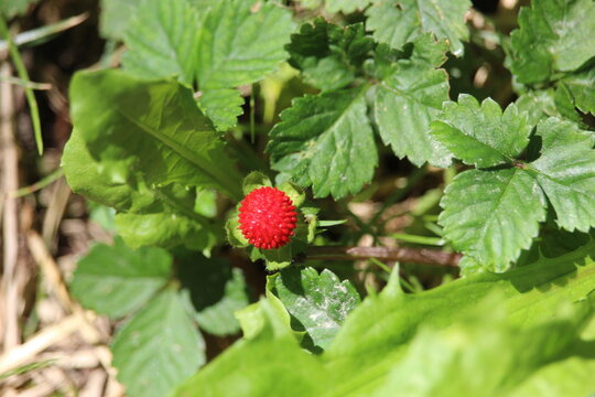 Fragolina Images – Browse 179 Stock Photos, Vectors, and Video | Adobe ...