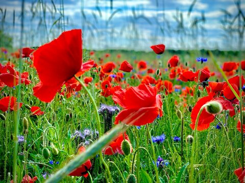 "Remembrance Poppy" Images – Browse 6,002 Stock Photos, Vectors, and ...