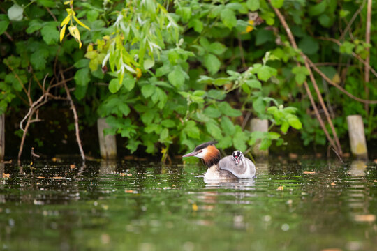 รูปภาพBrutzeit – เลือกดูภาพถ่ายสต็อก เวกเตอร์ และวิดีโอ2,179 | Adobe Stock