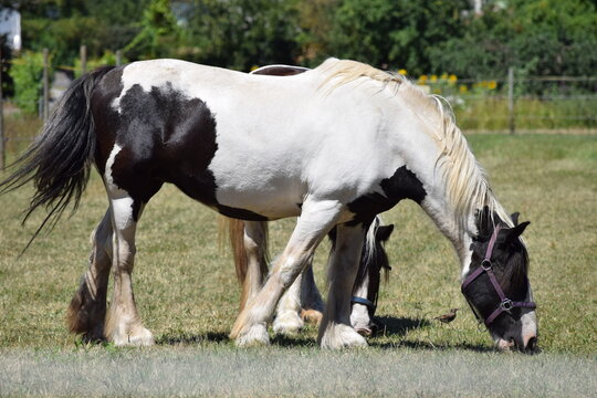 Tinker Bilder – Durchsuchen 8,453 Archivfotos, Vektorgrafiken und ...