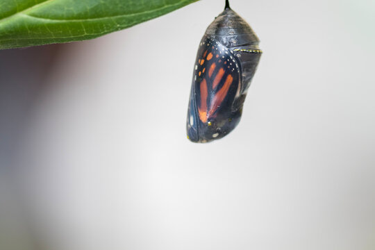 Chrysalis Images – Browse 29,230 Stock Photos, Vectors, and Video ...