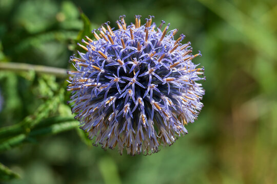 Distelarten-Bilder: Stock-Fotos & -Videos. | Adobe Stock