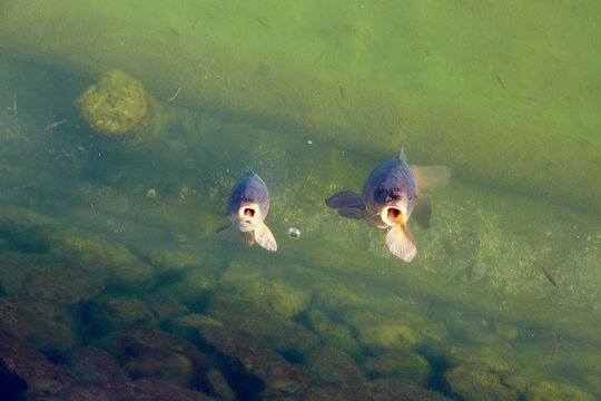 松本城 Images – Browse 5,083 Stock Photos, Vectors, and Video | Adobe Stock