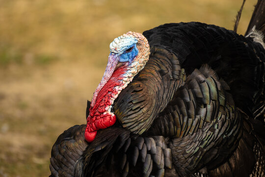 Dindon Imagens – Procure 419 fotos, vetores e vídeos | Adobe Stock