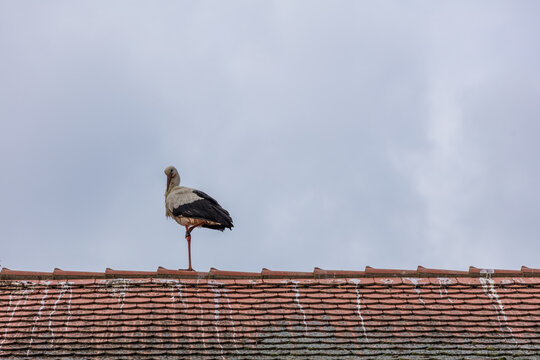 3,096 BESTE Klapperstorch BILDER, STOCK-FOTOS & -VEKTORGRAFIKEN | Adobe ...