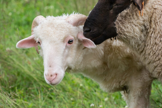 รูปภาพBarany – เลือกดูภาพถ่ายสต็อก เวกเตอร์ และวิดีโอ165 | Adobe Stock