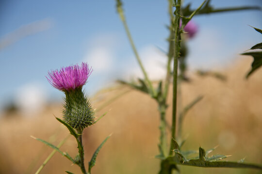 Obrazy (Disteln) — zdjęcia, wektory i wideo bez tantiem (1,846) | Adobe ...