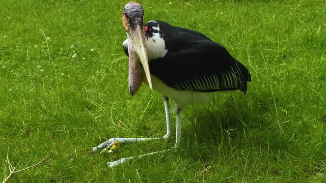 Scavengers Images – Browse 477 Stock Photos, Vectors, and Video | Adobe ...