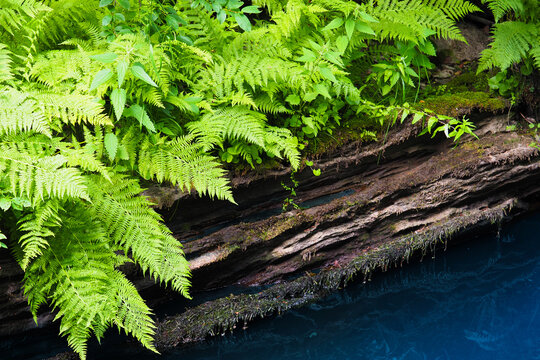 Pteridopsida bilder – Bläddra bland 1,683 stockfoton, vektorer och ...
