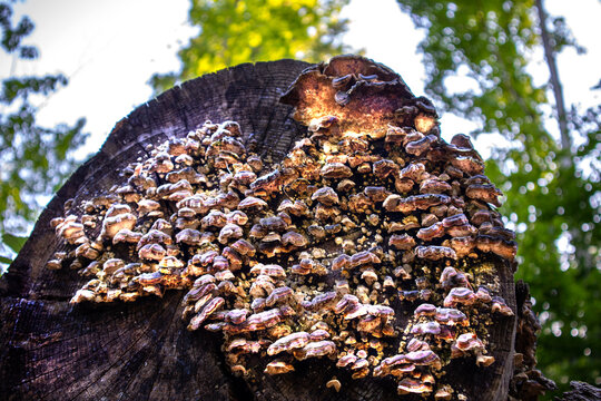 Pilzbefall-Bilder: Stock-Fotos & -Videos. | Adobe Stock