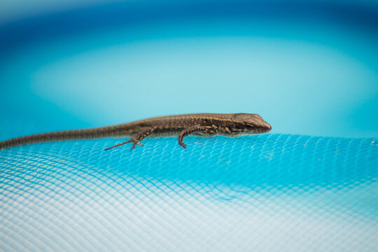 "Little Lizard"-Bilder: Stock-Fotos & -Videos. | Adobe Stock