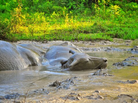 Mud-Puddling Bilder – Durchsuchen 2,037 Archivfotos, Vektorgrafiken und Videos | Adobe Stock