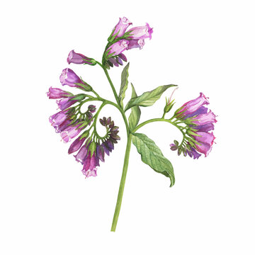 Aveda Comfrey Flower