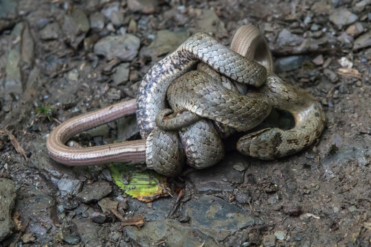 Natter 이미지 – 찾아보기 5,288 스톡 사진, 벡터 및 비디오 | Adobe Stock