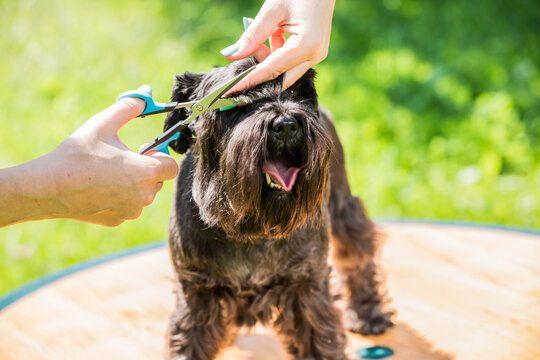 Hundefriseur Bilder – Durchsuchen 16,842 Archivfotos, Vektorgrafiken ...
