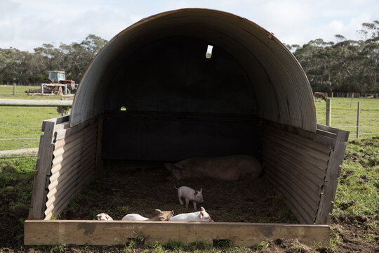 "Pig Sty" Images – Browse 368 Stock Photos, Vectors, and Video | Adobe ...