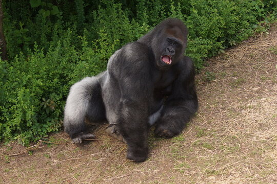 Biggest Silverback Gorilla