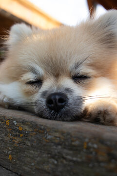 Shpitz Images – Browse 362 Stock Photos, Vectors, and Video | Adobe Stock