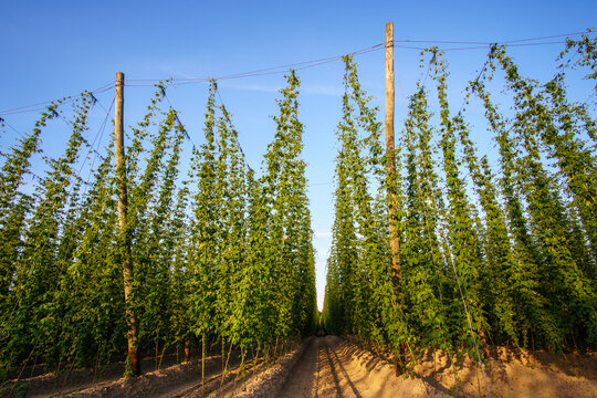 「Hopfenanbau」の画像 - 426 件の Stock 写真、ベクターおよびビデオ | Adobe Stock