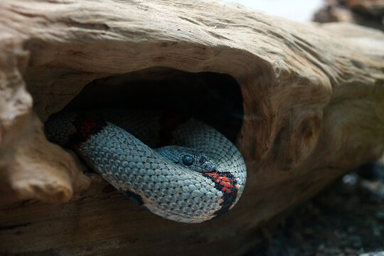 "Snake Hole" Images – Browse 41 Stock Photos, Vectors, and Video ...