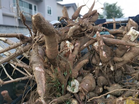 Maracheeni Images – Browse 51 Stock Photos, Vectors, and Video | Adobe ...