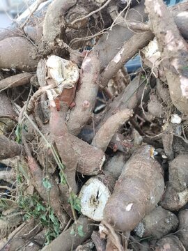 Maracheeni Images – Browse 51 Stock Photos, Vectors, and Video | Adobe ...