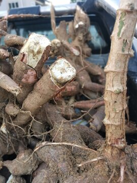 Maracheeni Images – Browse 51 Stock Photos, Vectors, and Video | Adobe ...