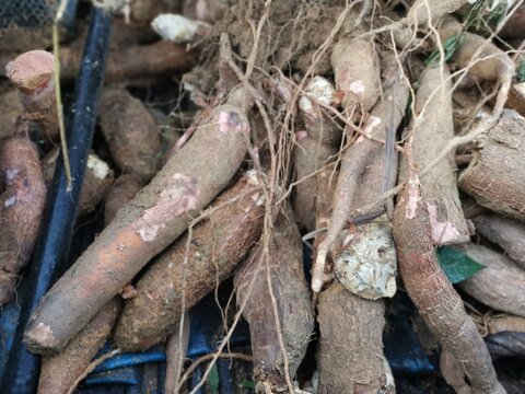 Maracheeni Images – Browse 51 Stock Photos, Vectors, and Video | Adobe ...