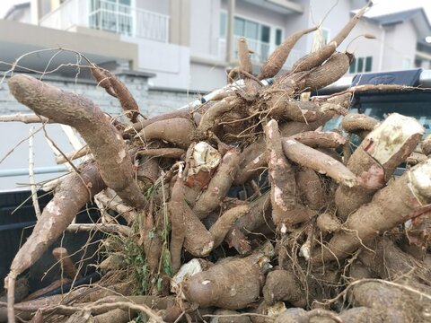 Maracheeni Images – Browse 51 Stock Photos, Vectors, and Video | Adobe ...