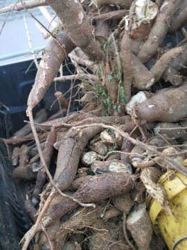 Maracheeni Images – Browse 51 Stock Photos, Vectors, and Video | Adobe ...