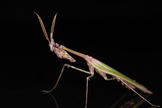 รูปภาพNeoptera – เลือกดูภาพถ่ายสต็อก เวกเตอร์ และวิดีโอ1,184 | Adobe Stock